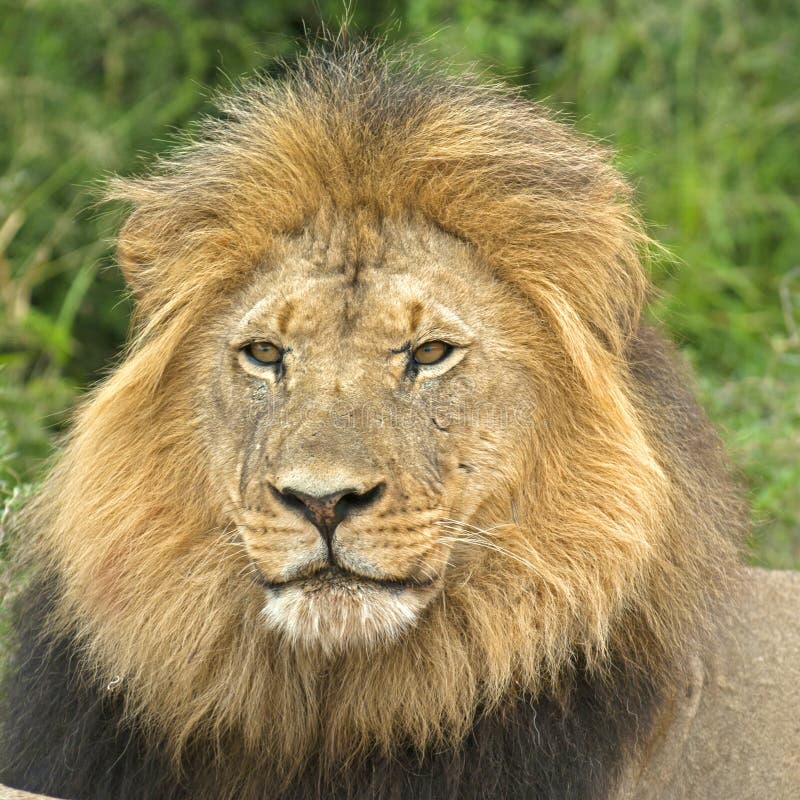 Lion Head stock image. Image of noble, africa, creature - 22489135