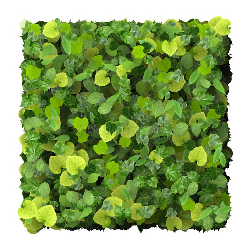 Square Made from Green Leaves Isolated on White Background. 3D Render ...