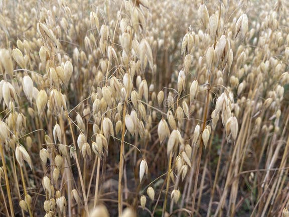 Oat field stock photo. Image of filled, screen, field - 258759708