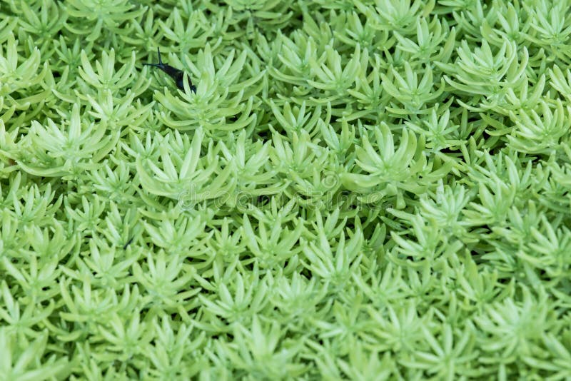 4,902 Sedum Texture Stock Photos - Free & Royalty-Free Stock Photos ...