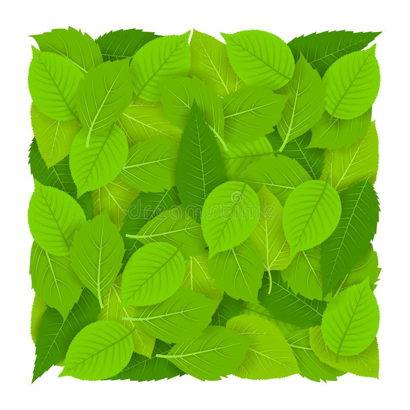 Square Pattern with Beautiful Fresh Green Leaves. Isolated on White ...