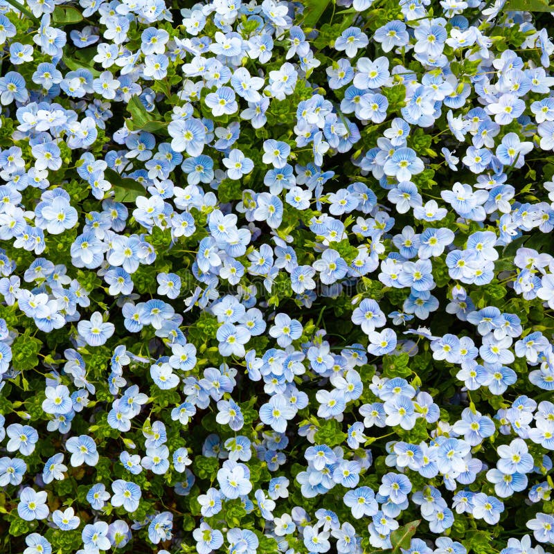 Square Pattern of Blue Wild Flowers. Romantic Background Stock Photo ...