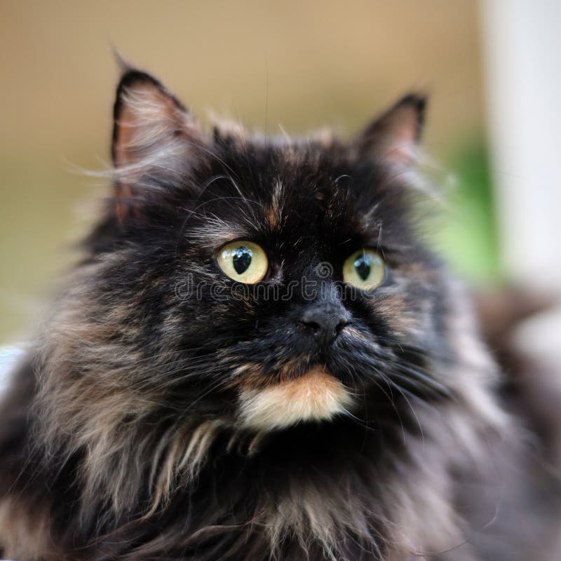 Square Portrait of a Beautiful Fluffy Cat with a Gaze. Close-up Stock ...