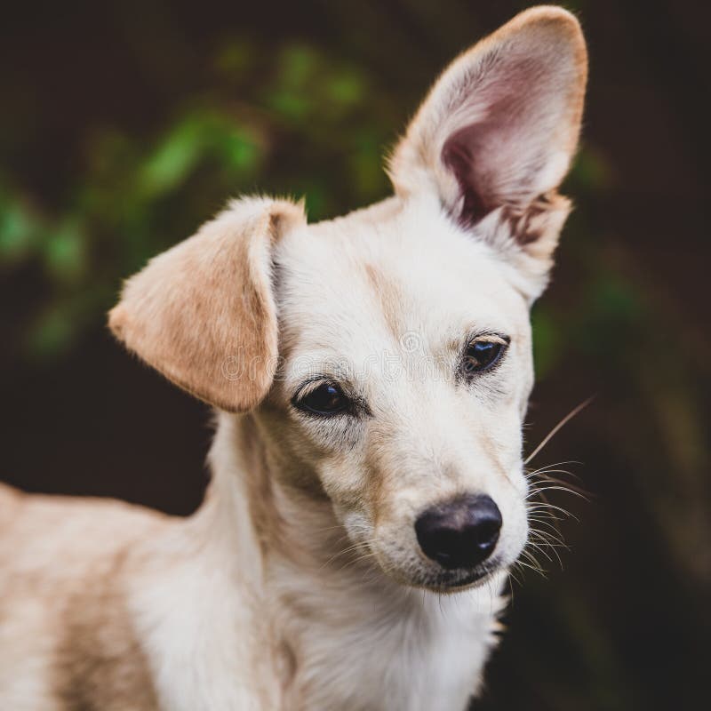 Square Portrait of a Cute Photographer Dog Corgi Sitting on a White ...