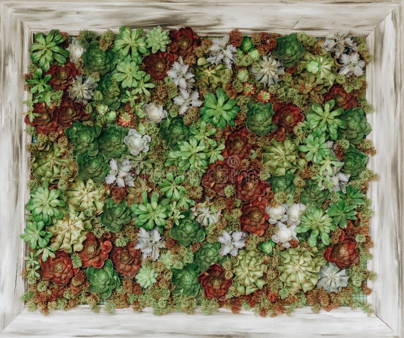 Square Pot Decorative Flowers Outside Season Stock Photo - Image of ...