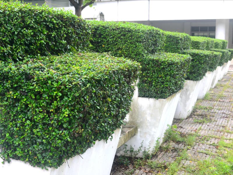 Square Shape Cut Bush Tree stock photo. Image of geometrics - 121768904