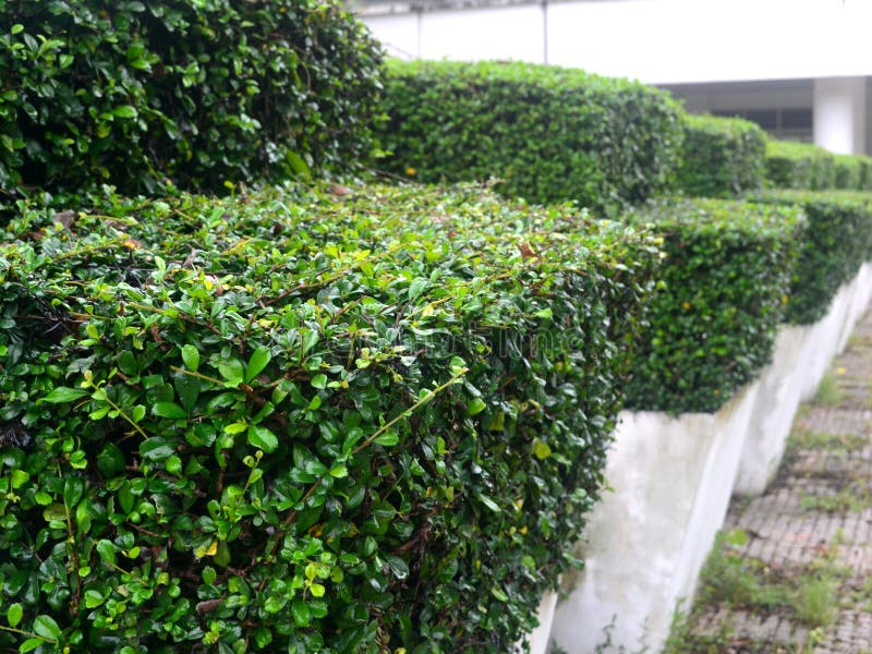 Square Shape Cut Bush Tree stock photo. Image of green - 121768842