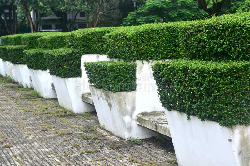 Square Shape Cut Bush Tree stock photo. Image of geometrics - 121768904