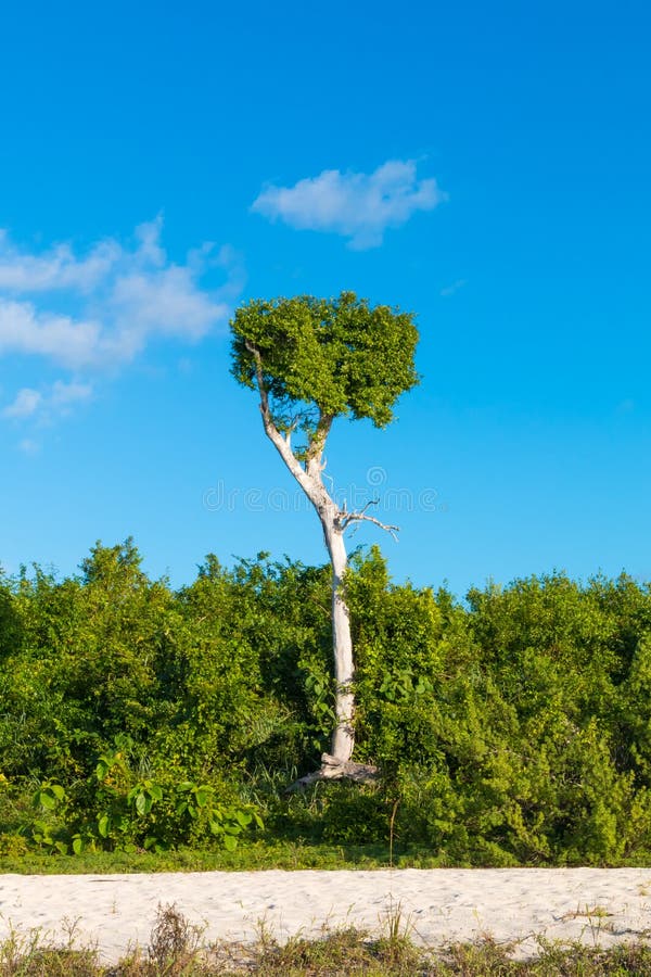 Square shape tree stock image. Image of natural, nature - 84841029