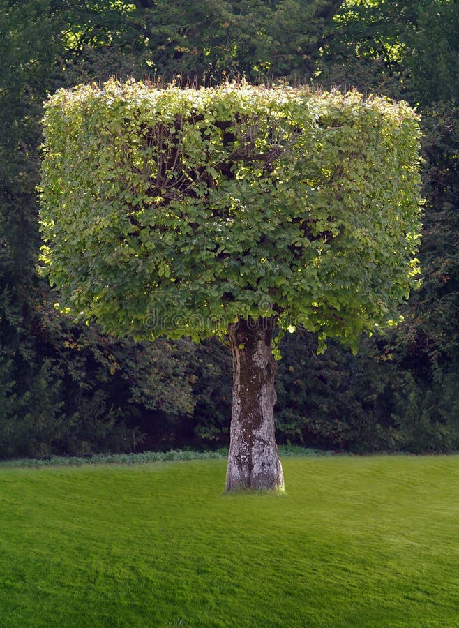 Square Trunk Tree Stock Photos - Download 3,366 Royalty Free Photos