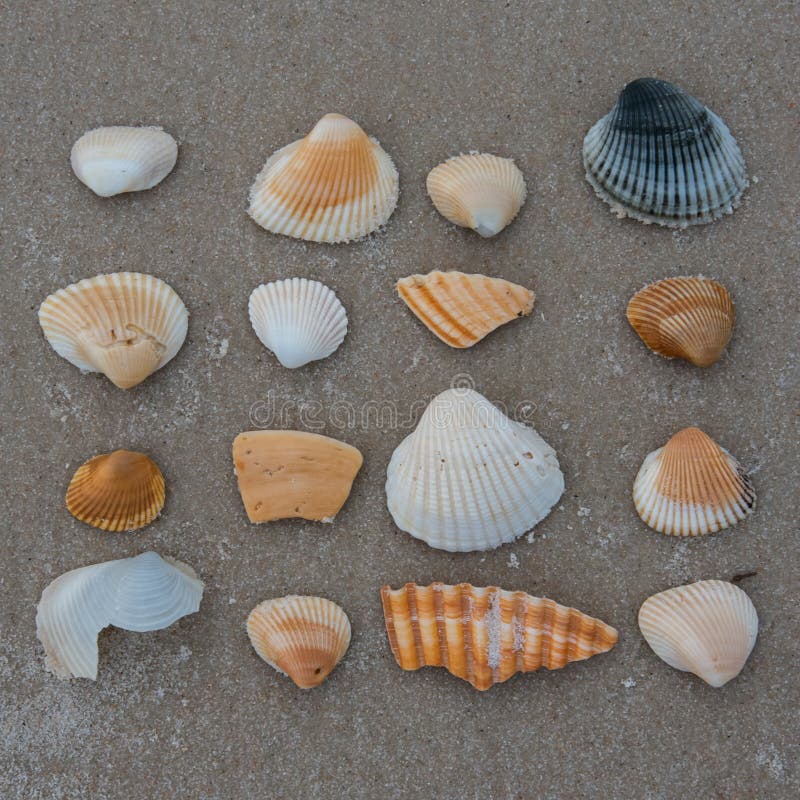 Square of Shells stock image. Image of travel, beach - 83505775