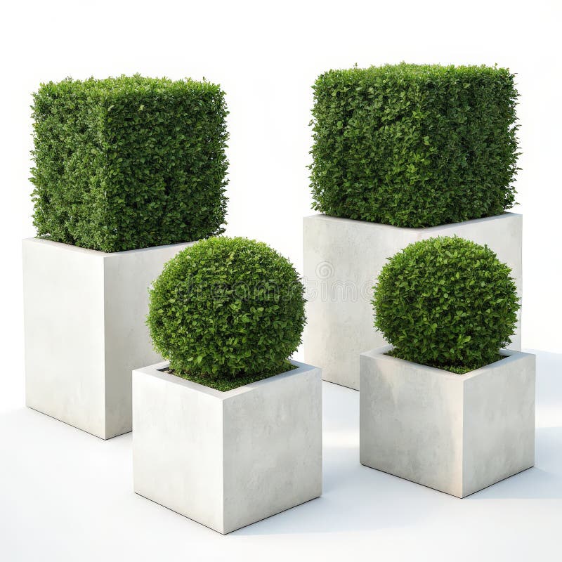 Square Shrubs in Modern Pots on White Background Stock Photo - Image of ...