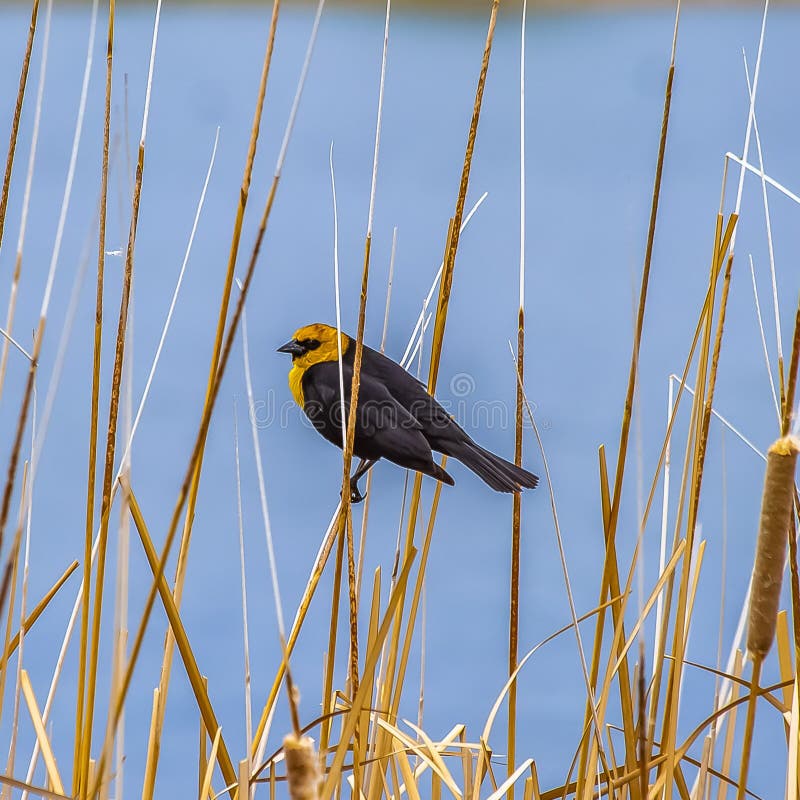 Square Small Bird Perching on a Slim Brown Grass that Grows Around a ...