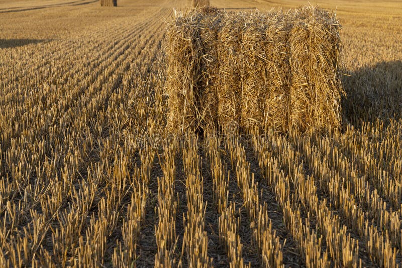 Square Stacks of Golden Wheat Straw in a Field at Sunset Stock Image ...