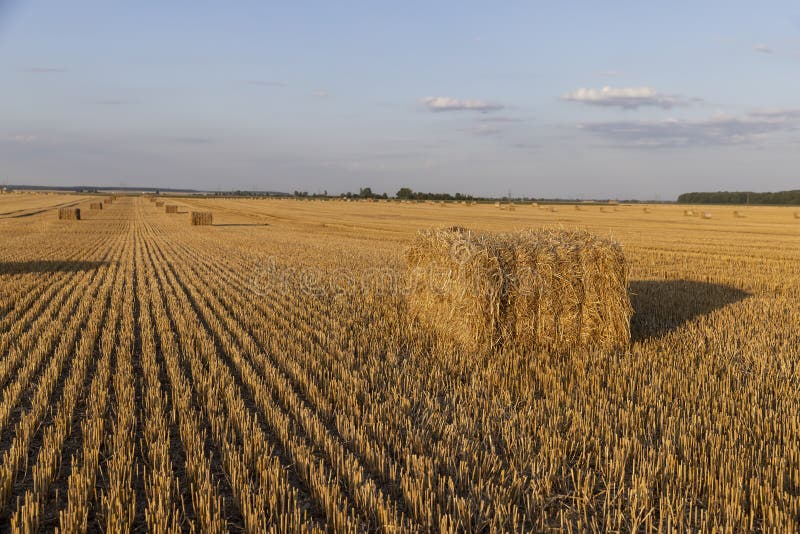 Square Stacks Golden Wheat Straw Field Sunset Stock Photos - Free ...