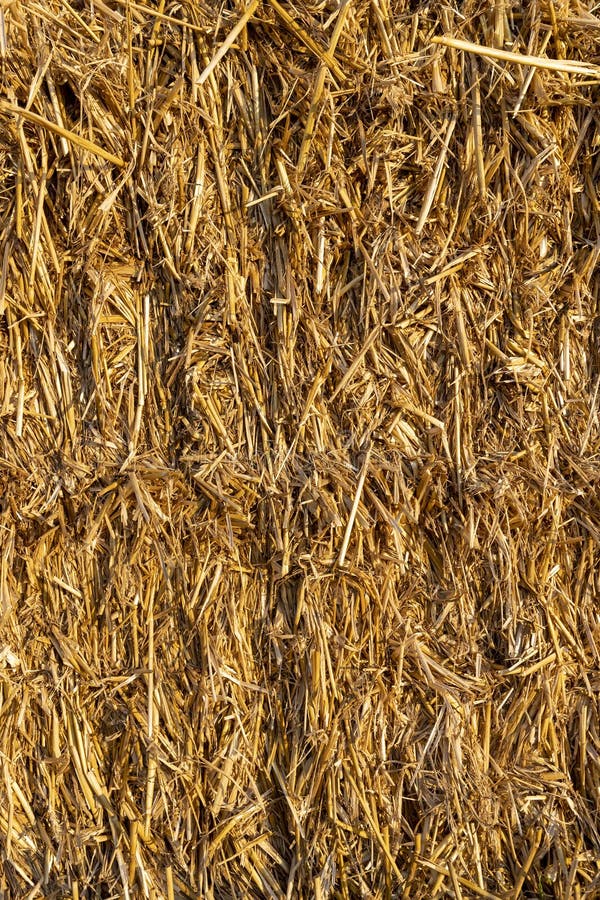 Square Stacks of Golden Wheat Straw in a Field at Sunset Stock Image ...