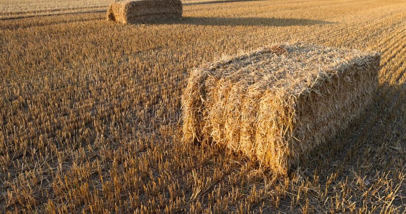 Square Stacks of Golden Wheat Straw in a Field at Sunset Stock Footage ...