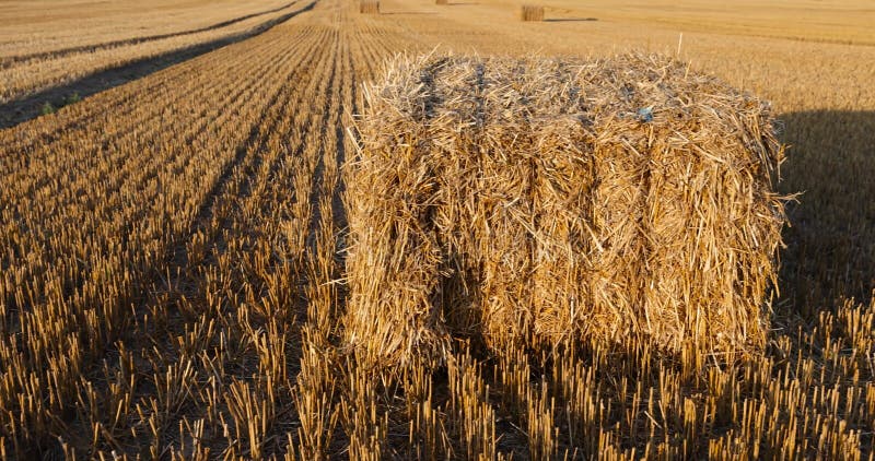 Square Stacks of Golden Wheat Straw in a Field at Sunset Stock Video ...