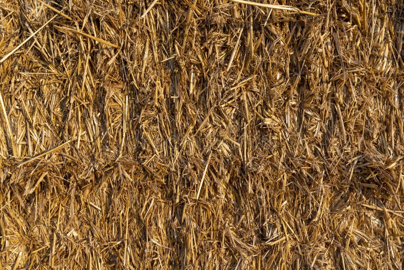 Square Stacks of Golden Wheat Straw in a Field at Sunset Stock Photo ...