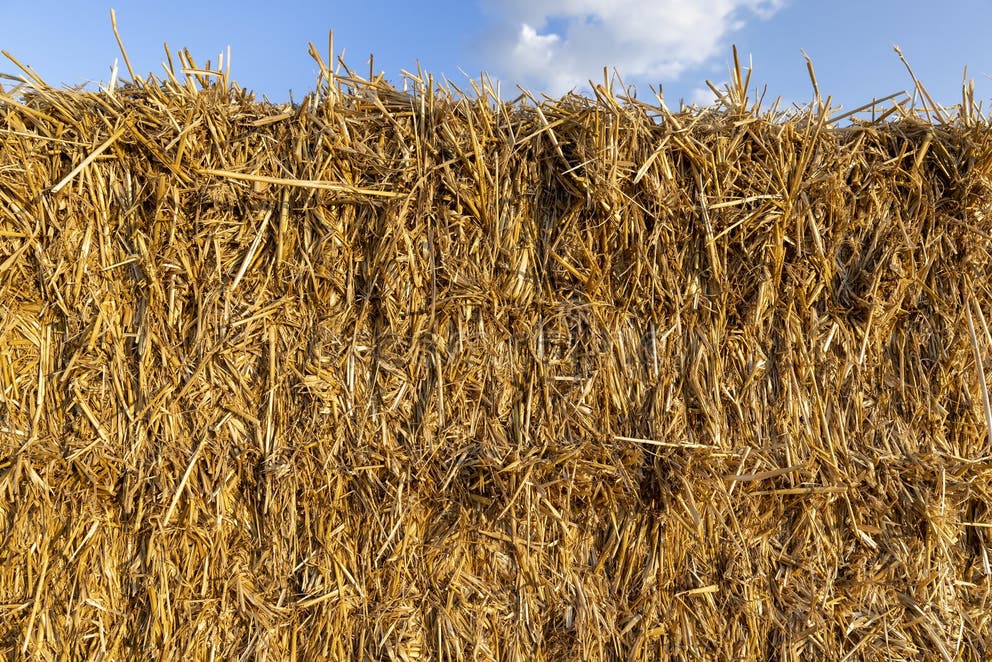 Square Stacks of Golden Wheat Straw in a Field at Sunset Stock Photo ...