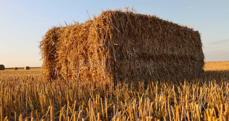 Square Stacks of Golden Wheat Straw in a Field at Sunset Stock Footage ...