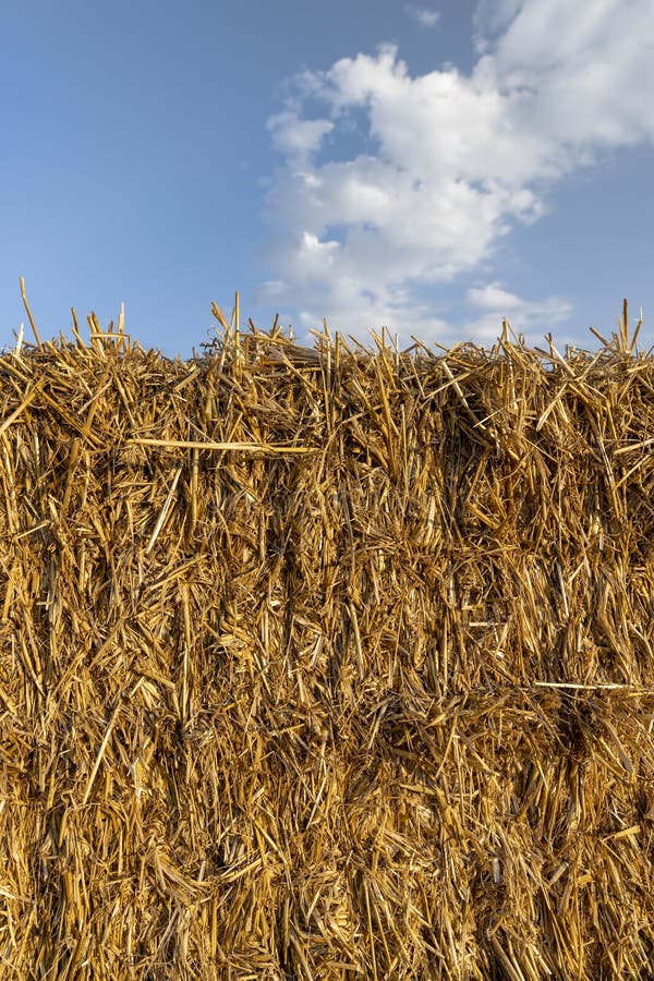 Square Stacks of Golden Wheat Straw in a Field at Sunset Stock Photo ...