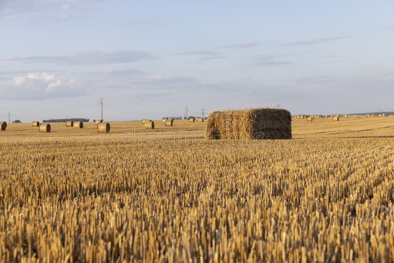 Square Stacks of Golden Wheat Straw in a Field at Sunset Stock Image ...
