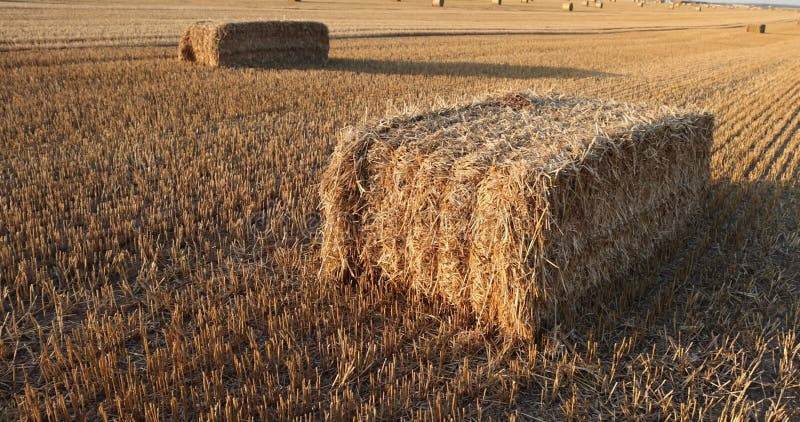 Square Stacks of Golden Wheat Straw in a Field at Sunset Stock Footage ...