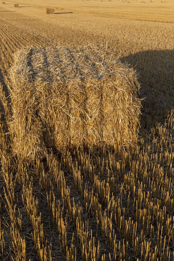 Square Stacks of Golden Wheat Straw in a Field at Sunset Stock Image ...