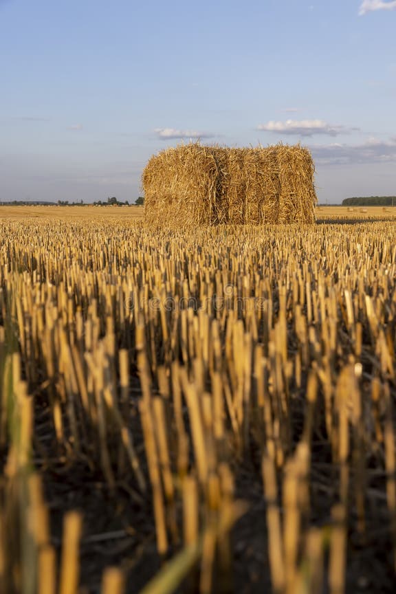 Square Stacks of Golden Wheat Straw in a Field at Sunset Stock Photo ...