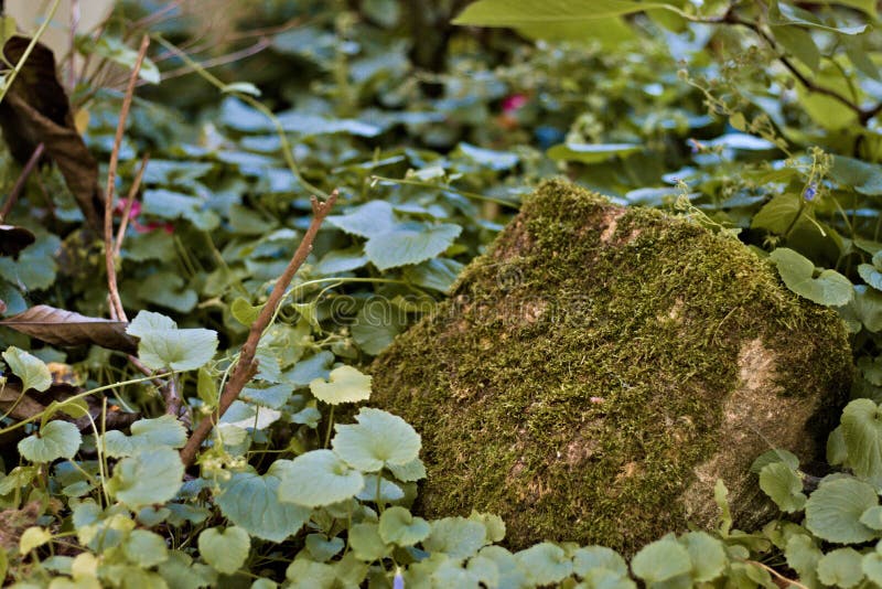 Stone Covered in Moss Surrounded by Foliage Stock Photo - Image of ...