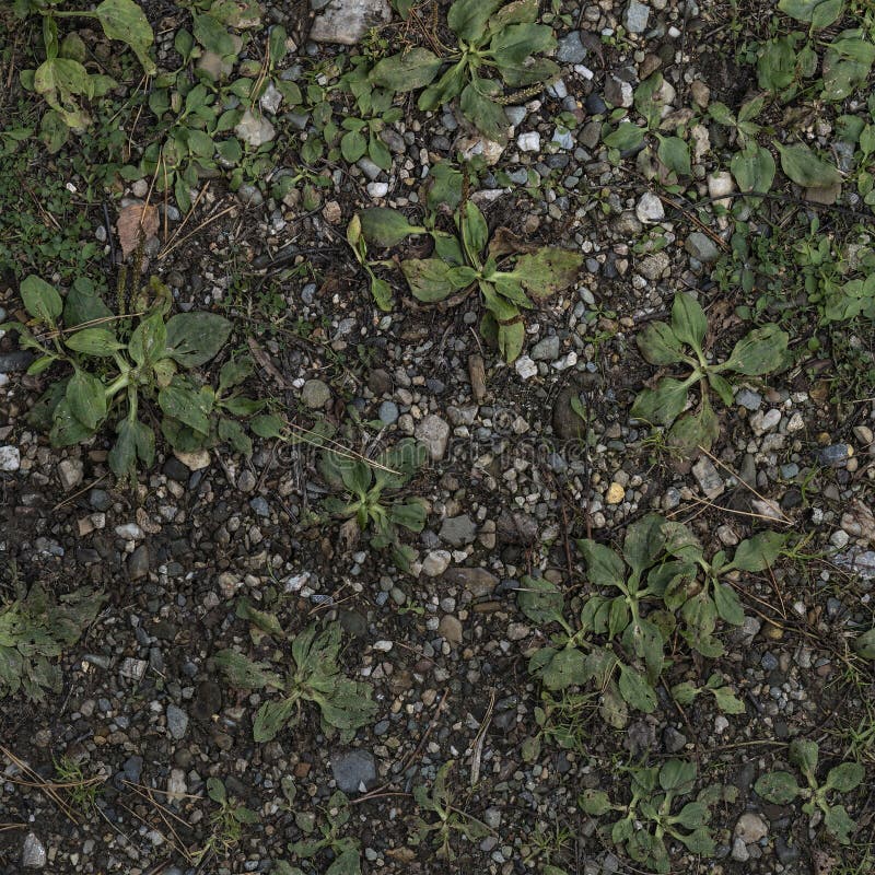 Square Texture of Forest Ground Stock Image - Image of texture, ground ...