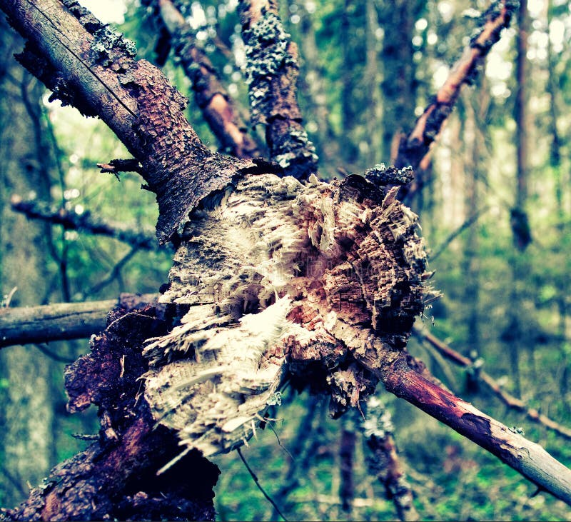 Square Tree Cut Bokeh Stock Photos - Free & Royalty-Free Stock Photos ...