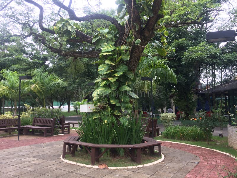 Square Tree stock image. Image of delicious, peace, square - 88928577