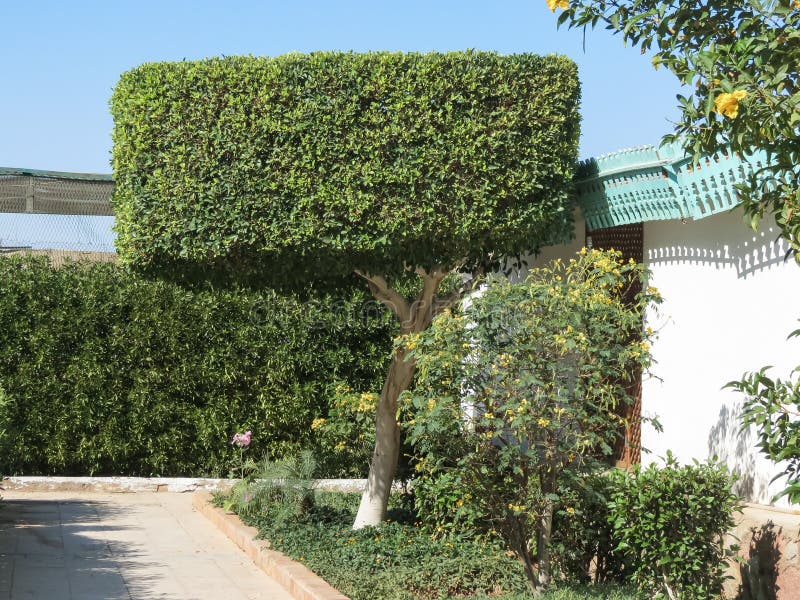 Square tree in the yard stock image. Image of green - 175617709