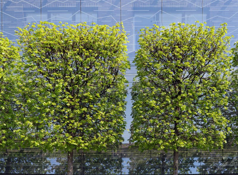 Square Trees As an Element of Modern Decorative Urban Design Stock ...