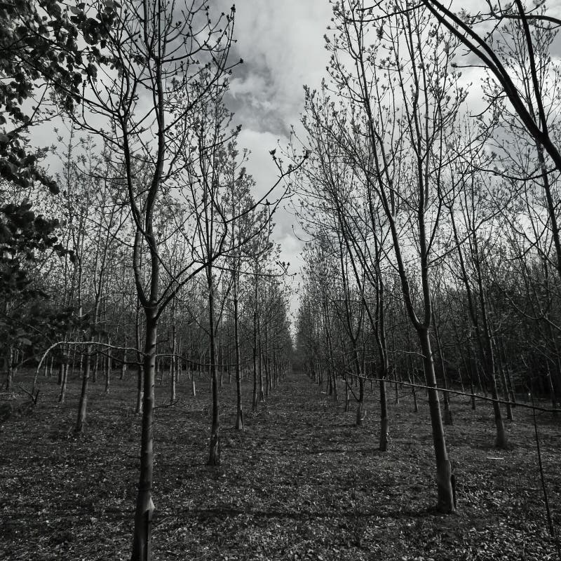 Square Trees stock photo. Image of leading, blackandwhite - 42668492