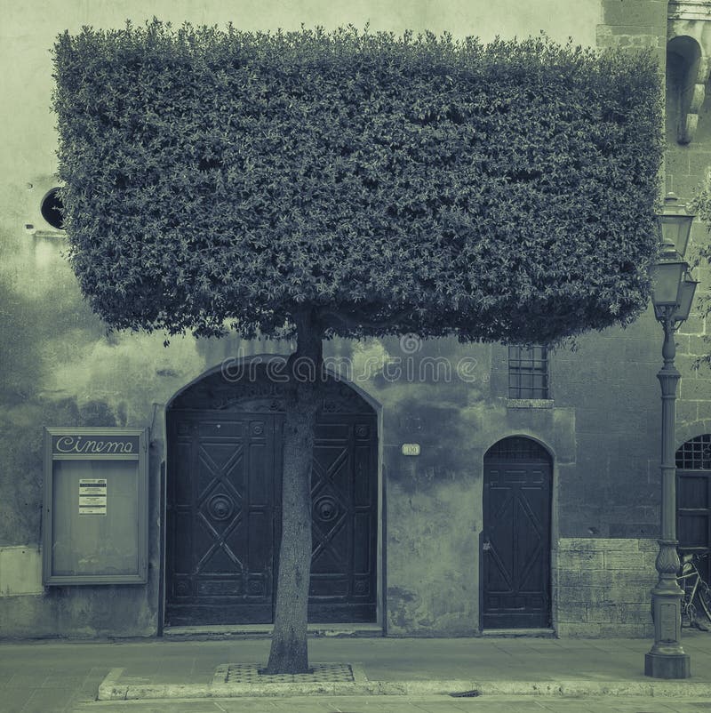 Square Trees of Pitigliano stock photo. Image of historic - 26686280