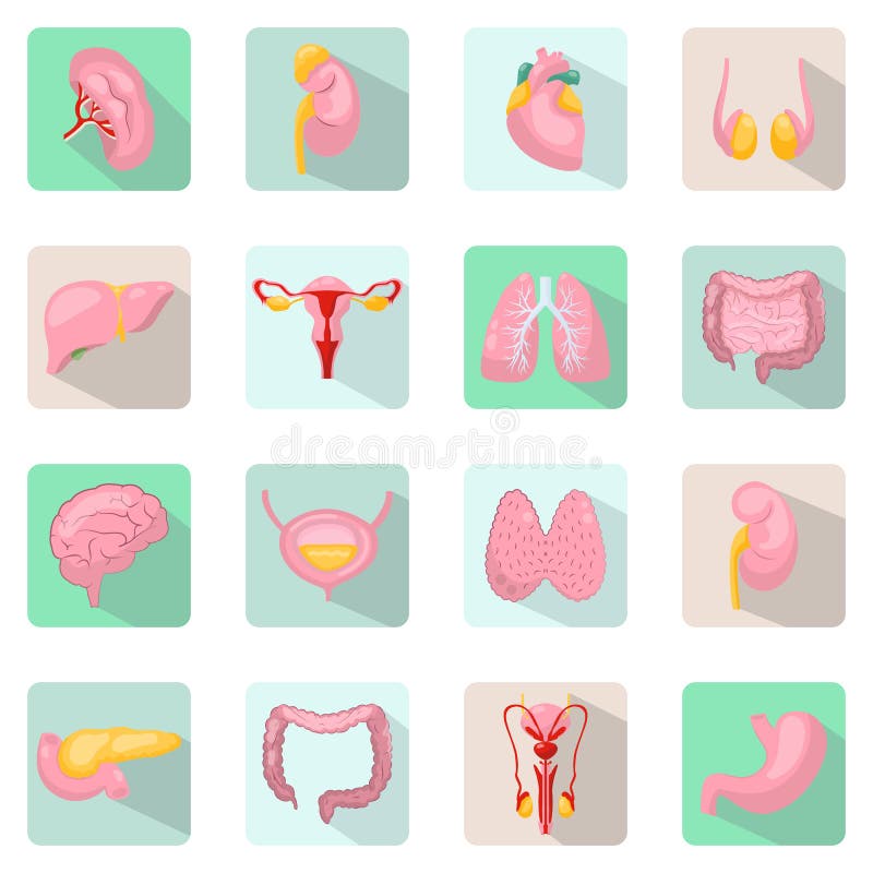Square Vector Icons of Human Organs Stock Vector - Illustration of ...