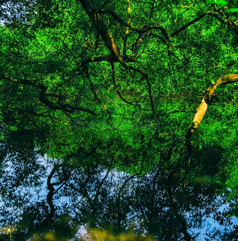 Square Vivid Indian Jungle Forest Water Reflections Background B Stock ...