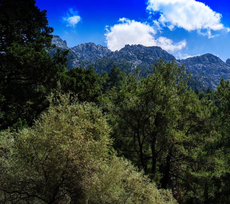Square Vivid Mountain Forest Composition Stock Image - Image of ...