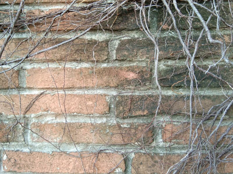 A Square Wall Pattern Made of Brown Bricks and Covered with Many ...