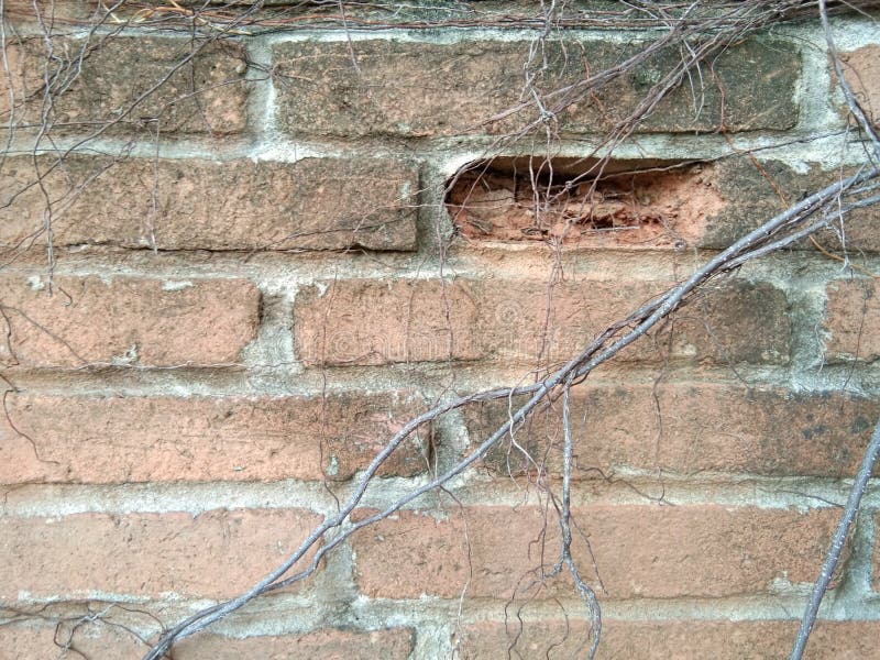 A Square Wall Pattern Made of Brown Bricks and Covered with Many ...