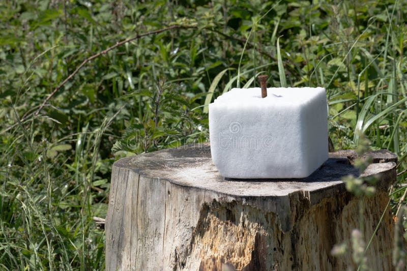 Square White Salt Lick is Impaled on a Tree Stump in a Green Meadow on ...