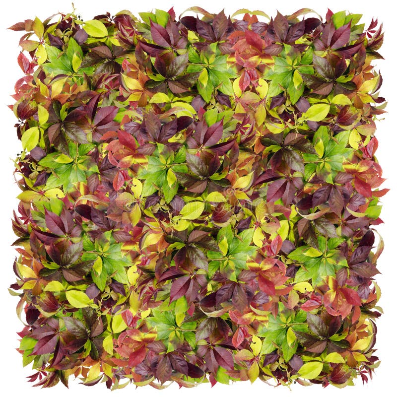 Square from wild grapes stock image. Image of gold, textures - 45446307