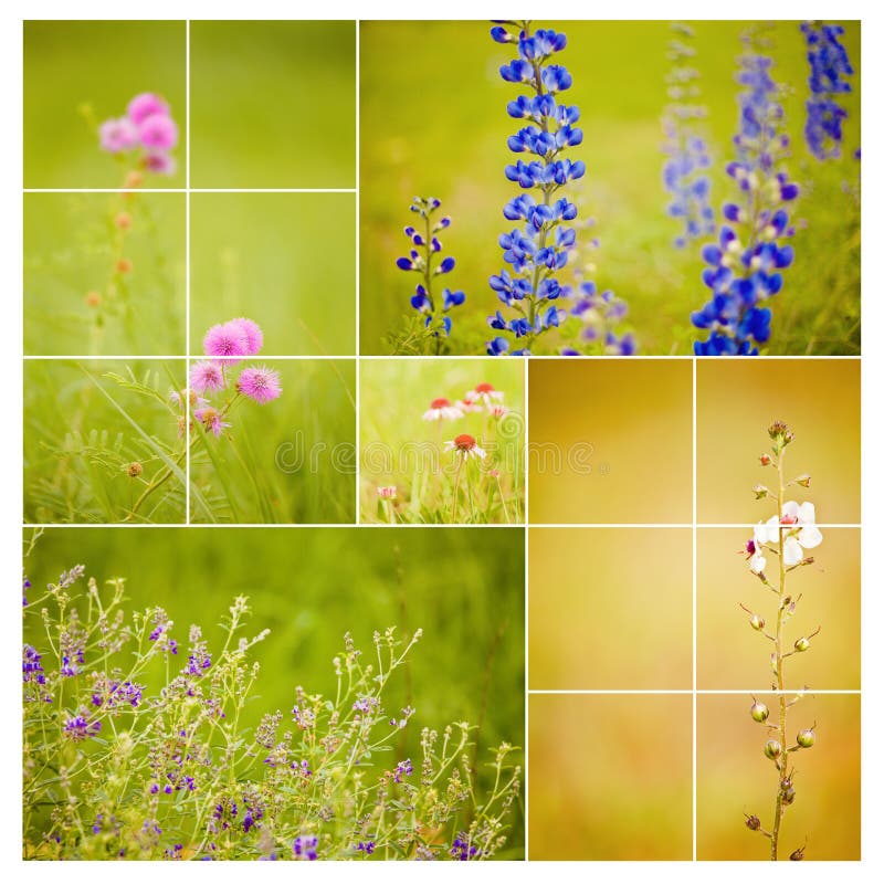 Square Wildflower collage stock photo. Image of scenery - 28557594