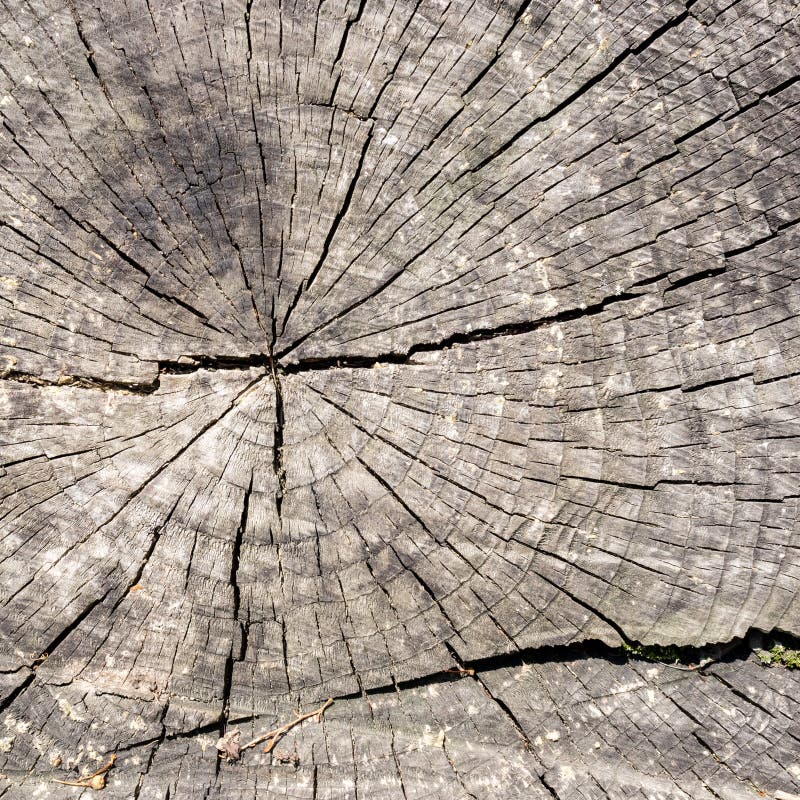 Square Wooden Texture of Rough Old Round Cut Down Oak Tree with Cracks ...