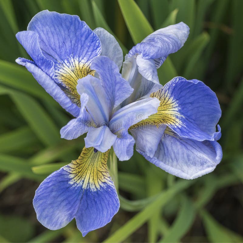 Virginia Iris - Iris Virginca Stock Photo - Image of blossoms, iris ...