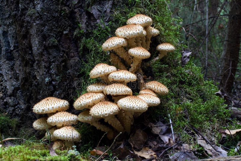 Mycètes image stock. Image du forêt, mycète, bois, champignons - 7788157