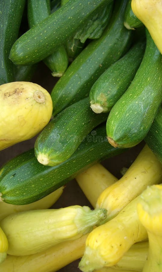 Squash stock photo. Image of organic, stand, farm, squash - 1158140